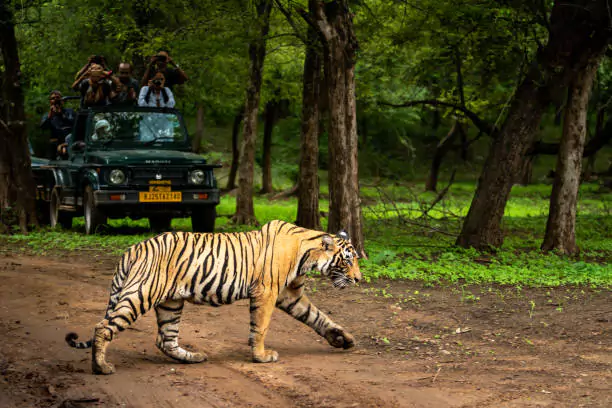 Ranthambore National Park, India - Things to do & Attractions